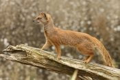 Mongoose Symbolism - Spirit Animal Totems