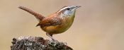 Wren Symbolism, Dreams, and Messages - Spirit Animal Totems