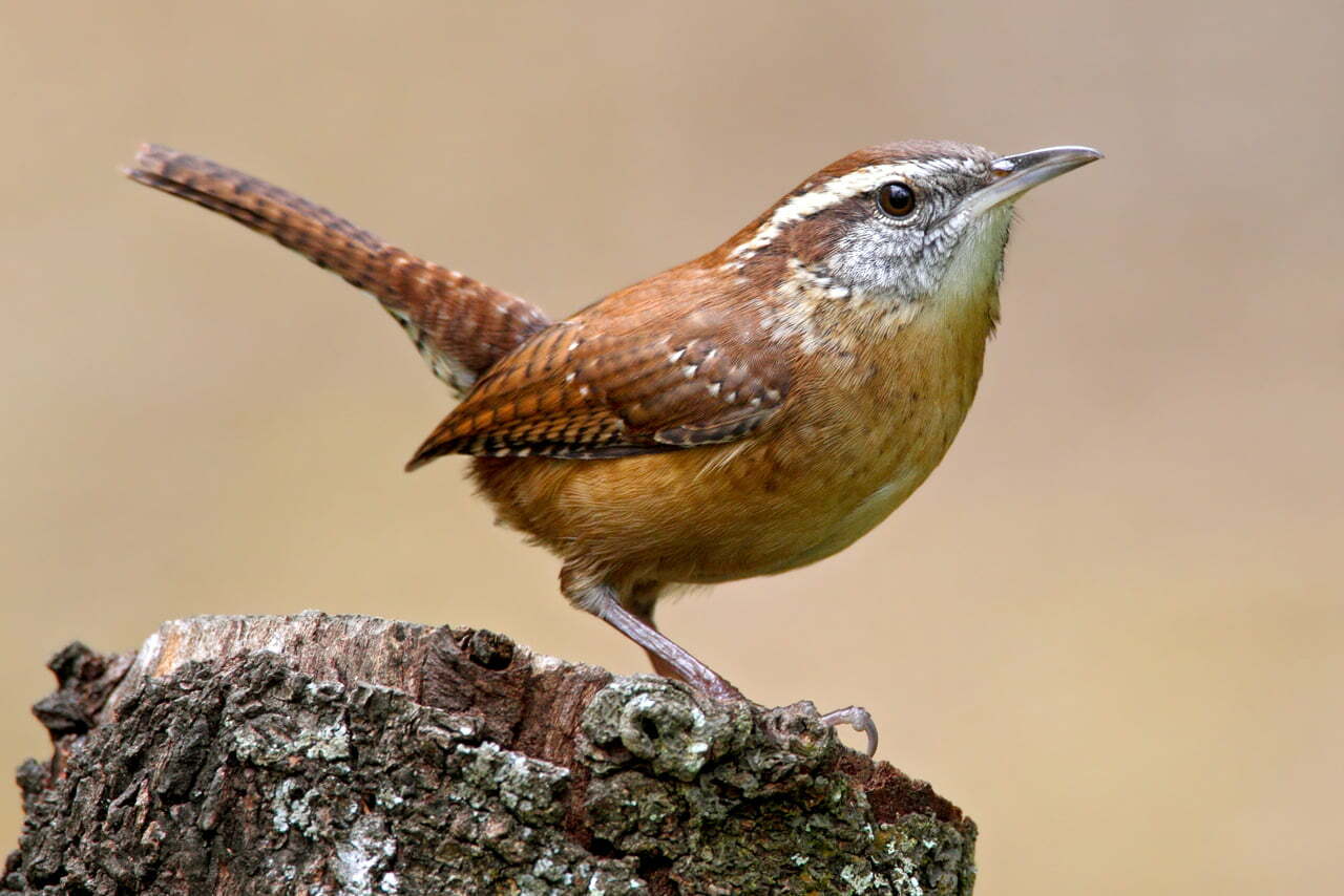 Wren Symbolism - Spirit Animal Totems