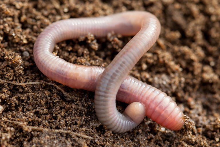 Earthworm Symbolism - Spirit Animal Totems