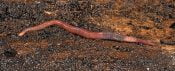Earthworm Symbolism, Dreams, and Messages - Spirit Animal Totems