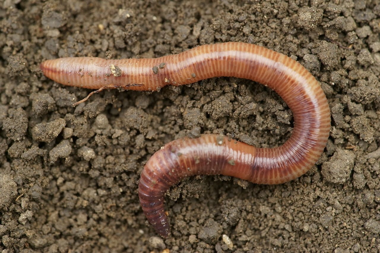 Earthworm Symbolism - Spirit Animal Totems