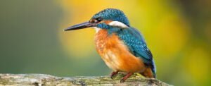 Kingfisher Symbolism Symbolism, Dreams, & Messages - Spirit Animal Totems