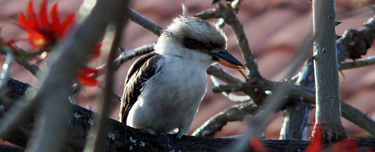 Kookaburra Symbolism - Spirit Animal Totems