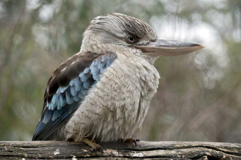 Kookaburra Symbolism - Spirit Animal Totems