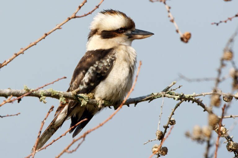 Kookaburra Symbolism - Spirit Animal Totems