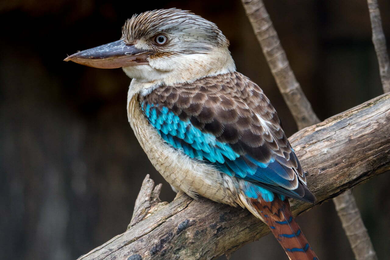 Kookaburra Symbolism - Spirit Animal Totems