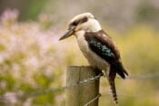 Kookaburra Symbolism - Spirit Animal Totems