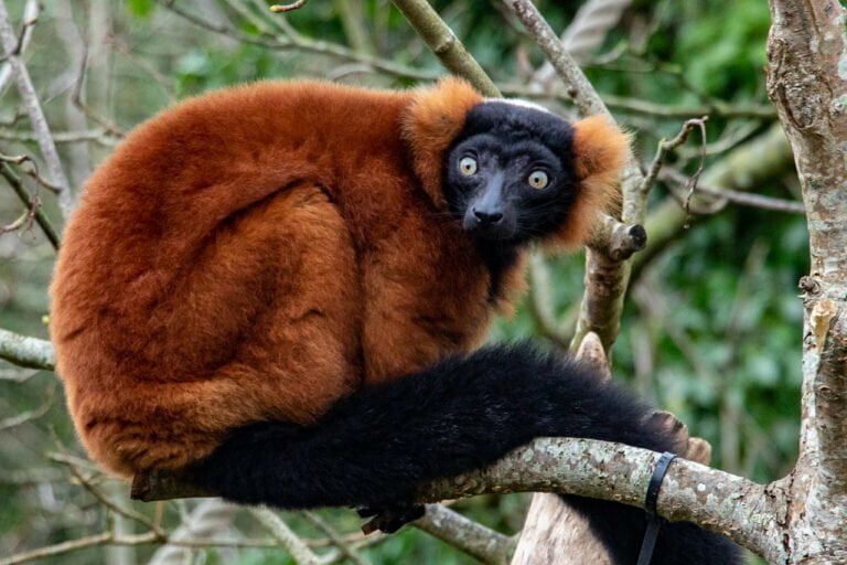 Lemur Symbolism - Spirit Animal Totems