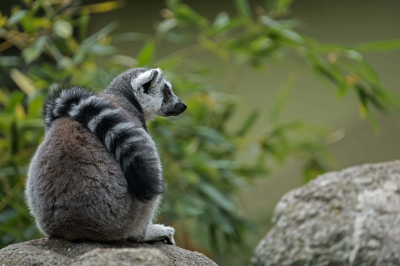Lemur Symbolism - Spirit Animal Totems