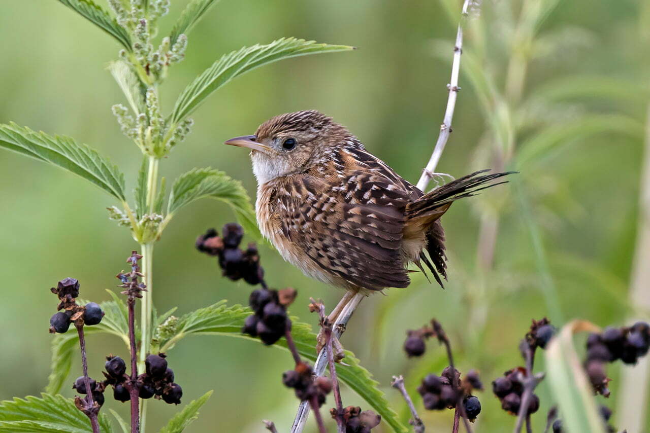 Wren Symbolism - Spirit Animal Totems