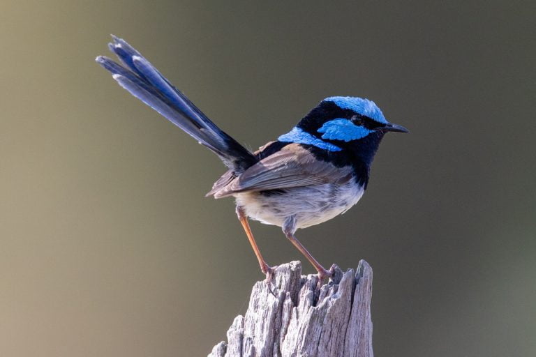 Wren Symbolism - Spirit Animal Totems