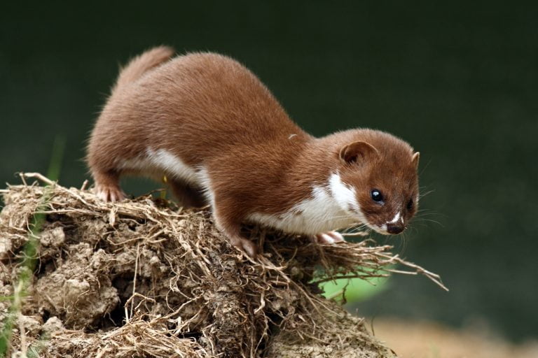 Weasel Symbolism - Spirit Animal Totems