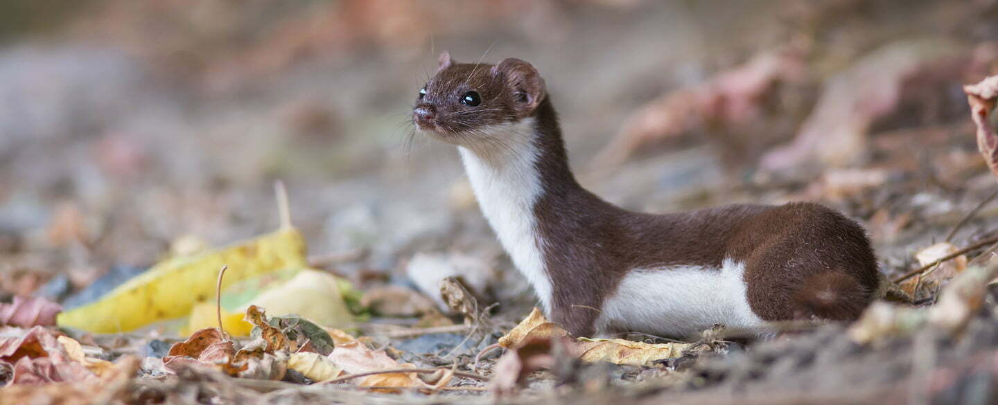 Weasel Symbolism, Dreams, and Messages - Spirit Animal Totems