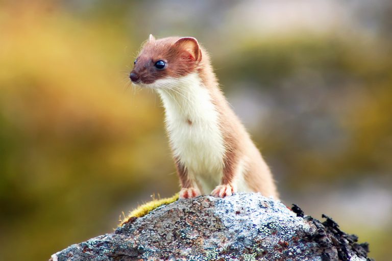 Weasel Symbolism - Spirit Animal Totems