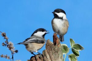 Chickadee Symbolism - Spirit Animal Totems