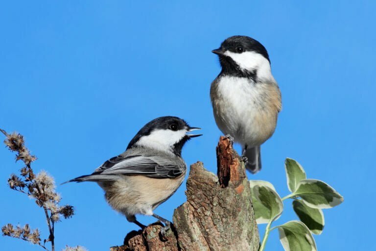 Chickadee Symbolism - Spirit Animal Totems