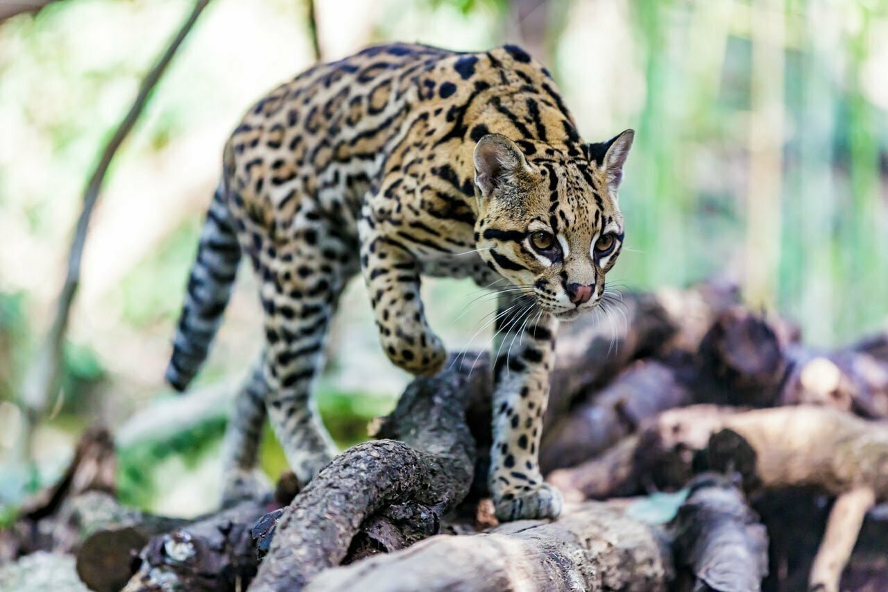 Ocelot Symbolism - Spirit Animal Totems