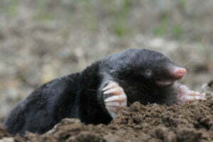 Mole Symbolism - Spirit Animal Totems