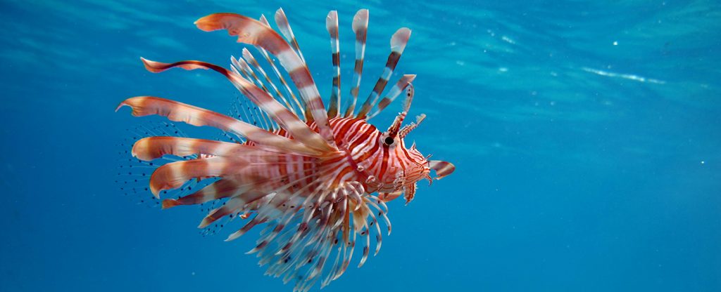 Determination Symbol Animal