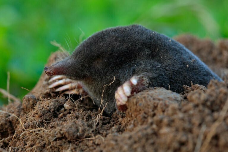 Mole Symbolism - Spirit Animal Totems