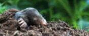 Mole Symbolism - Spirit Animal Totems