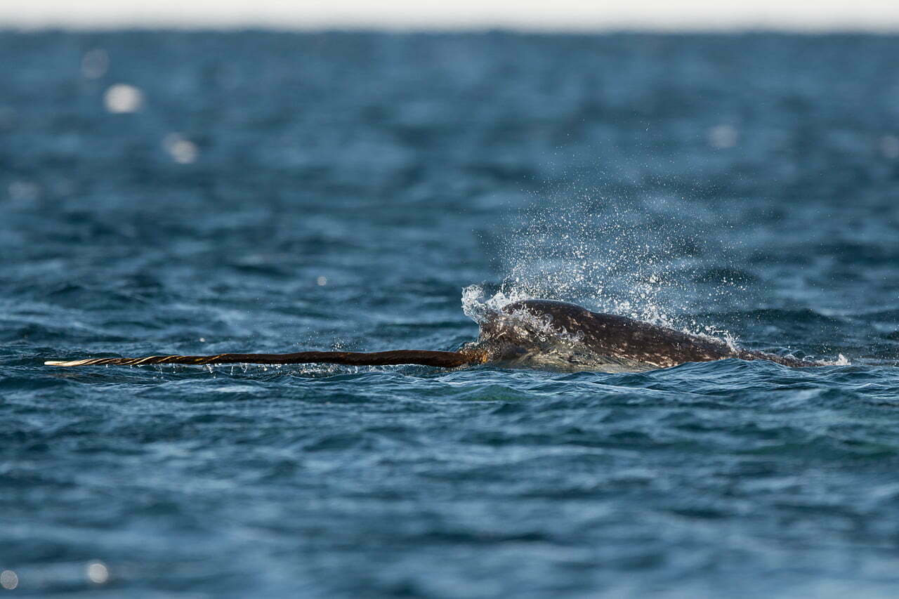 Narwhal Symbolism - Spirit Animal Totems