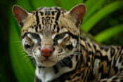Ocelot Symbolism - Spirit Animal Totems