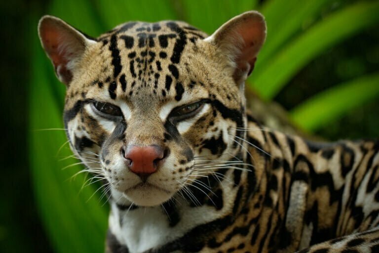 Ocelot Symbolism - Spirit Animal Totems