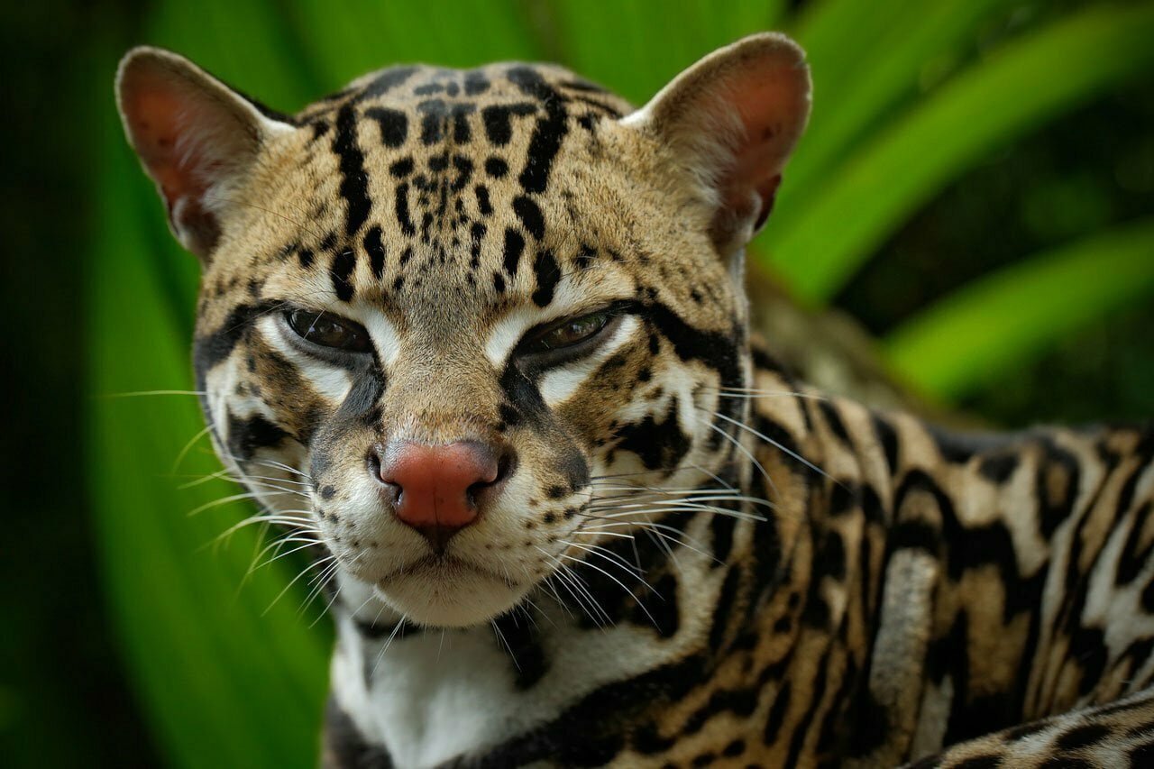 Ocelot Symbolism - Spirit Animal Totems