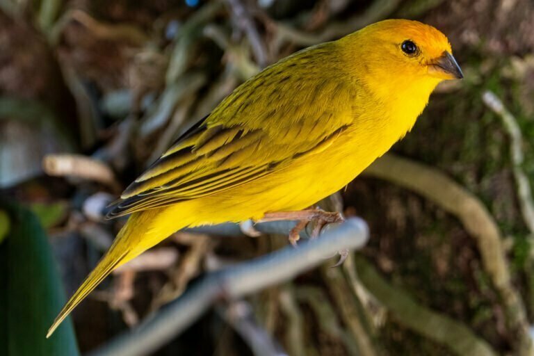 Canary Symbolism - Spirit Animal Totems