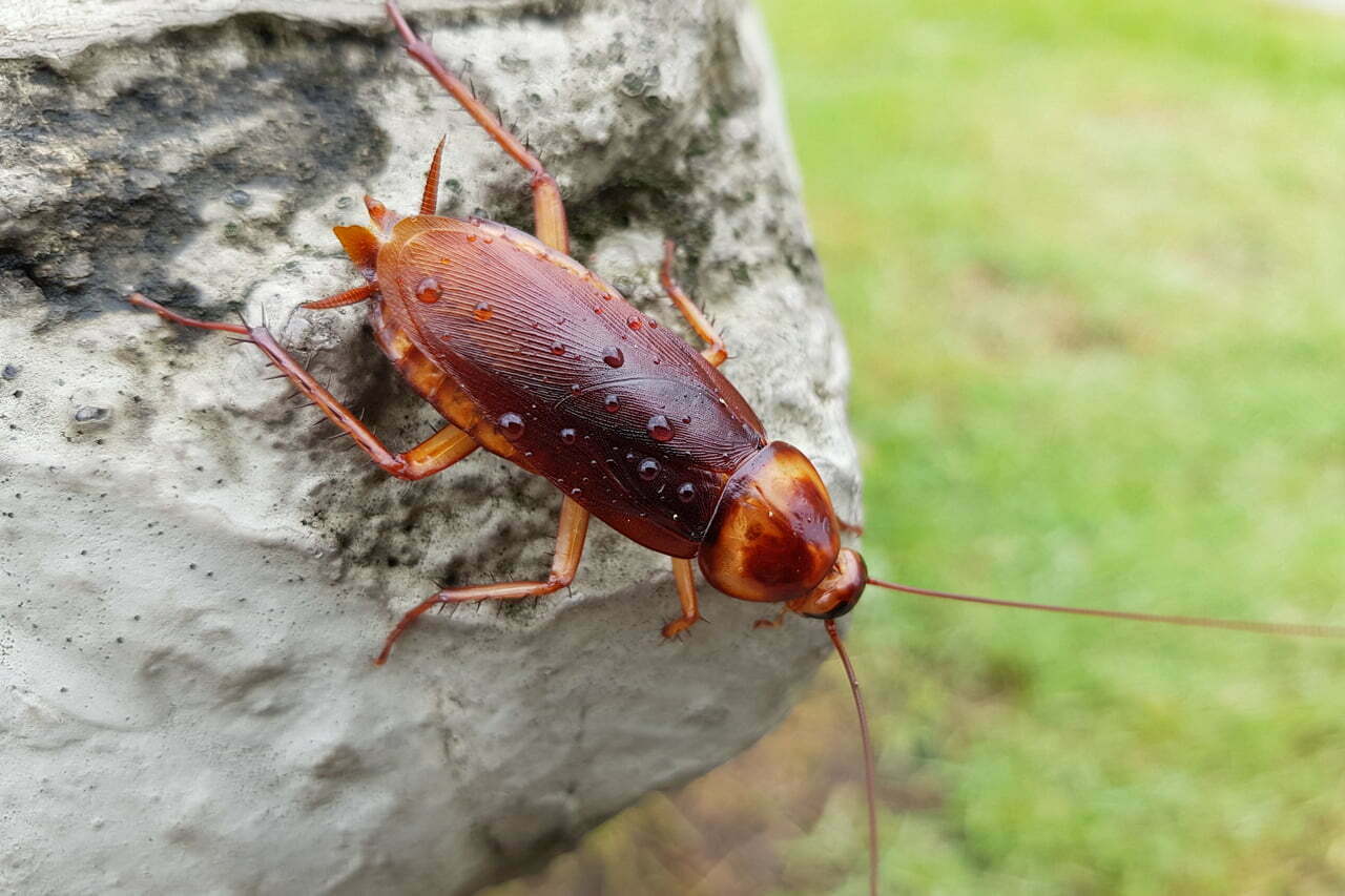 Cockroach Symbolism Symbolism, Dreams, Messages - Spirit Animal Totems