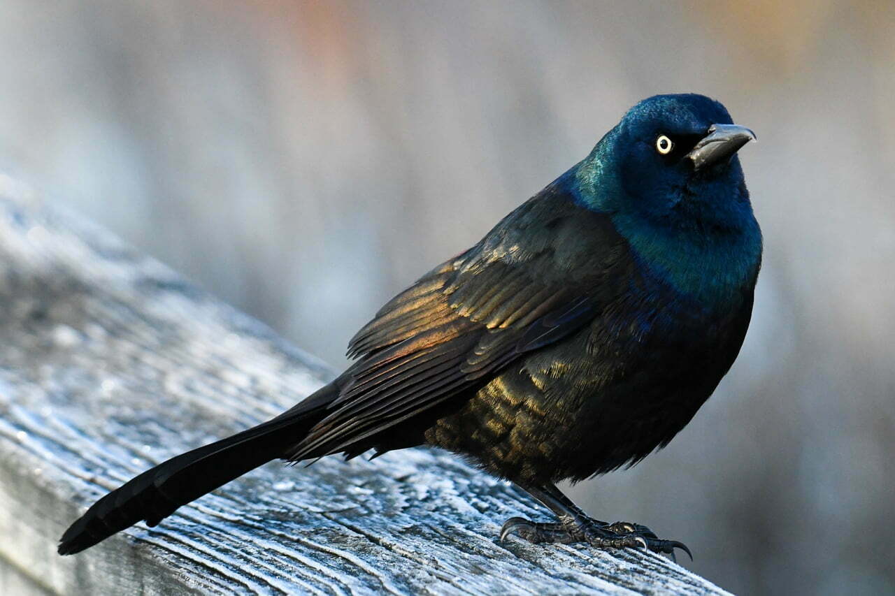 Grackle Symbolism - Spirit Animal Totems
