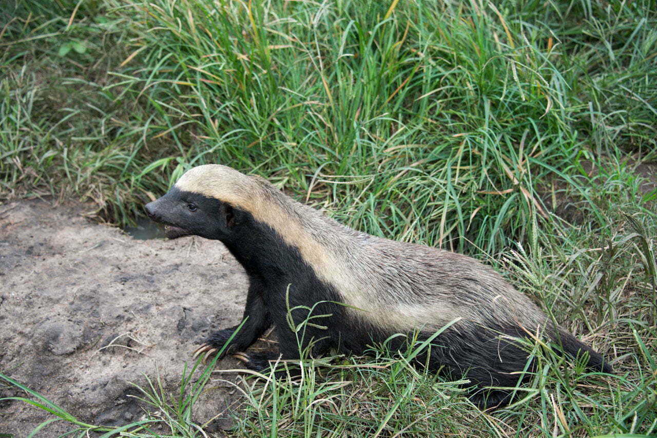 Honey Badger Symbolism - Spirit Animal Totems