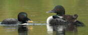 Loon Symbolism - Spirit Animal Totems