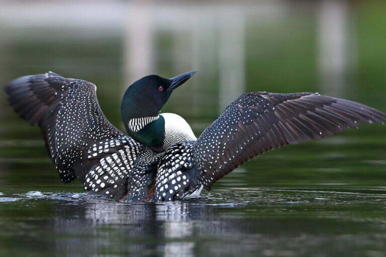 Loon Symbolism - Spirit Animal Totems