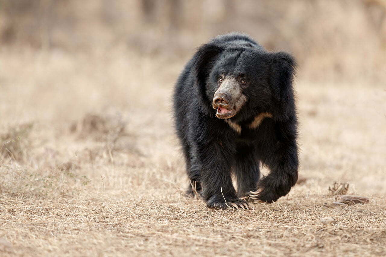 Sloth Bear Symbolism - Spirit Animal Totems