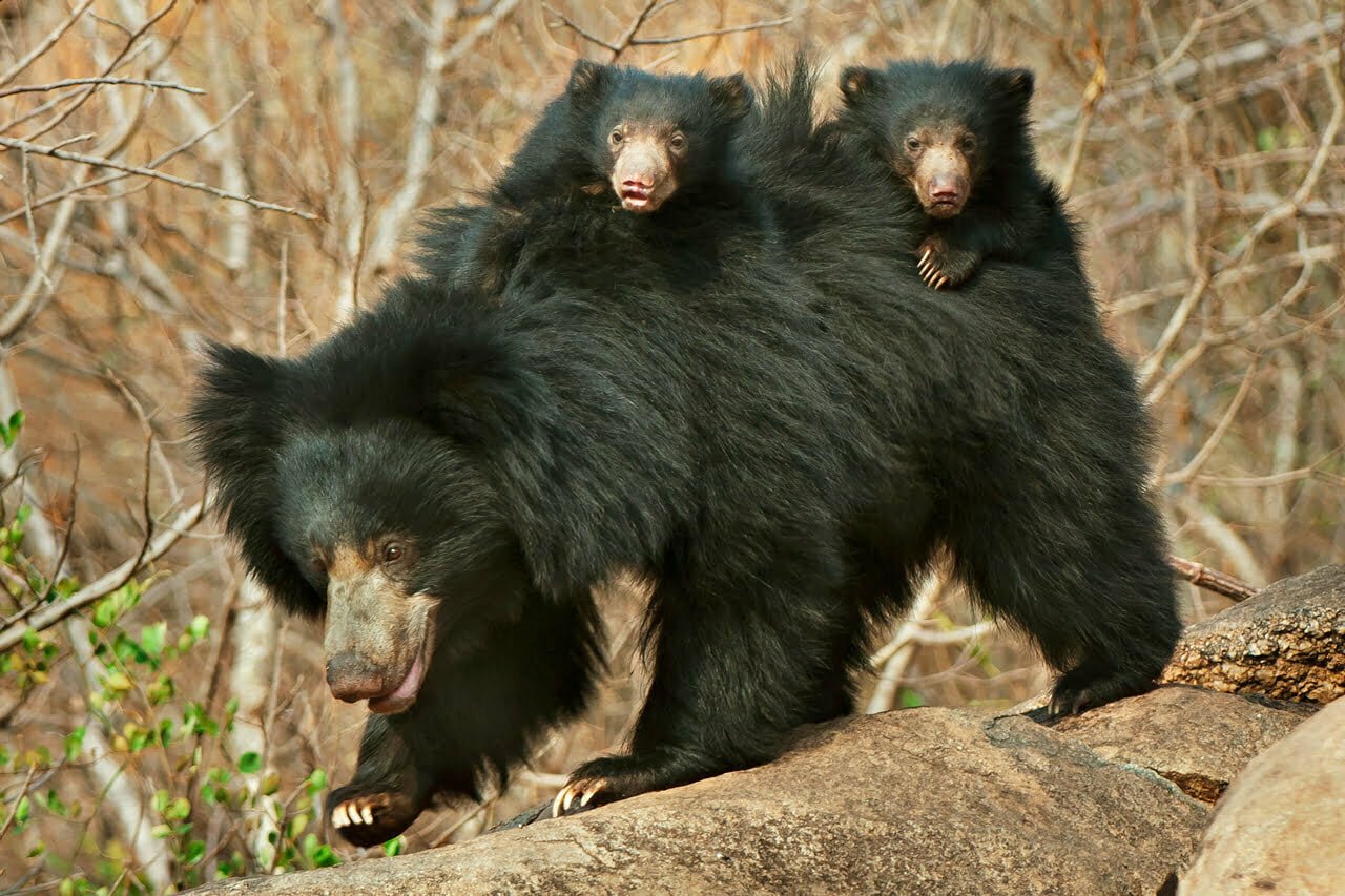 Sloth Bear Symbolism - Spirit Animal Totems