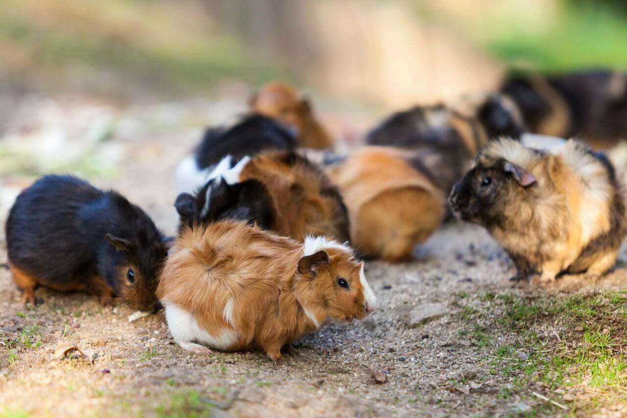 Guinea Pig Symbolism - Spirit Animal Totems
