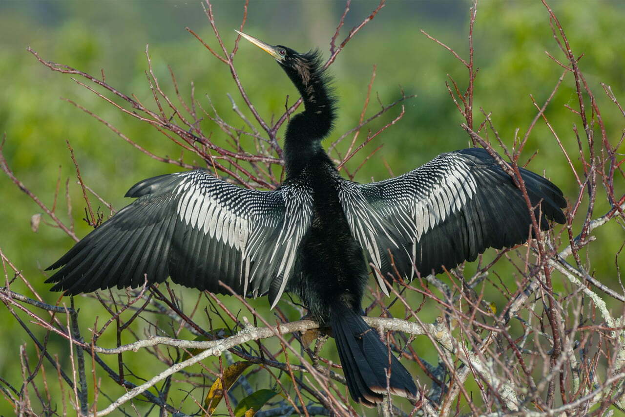 Anhinga Symbolism - Spirit Animal Totems