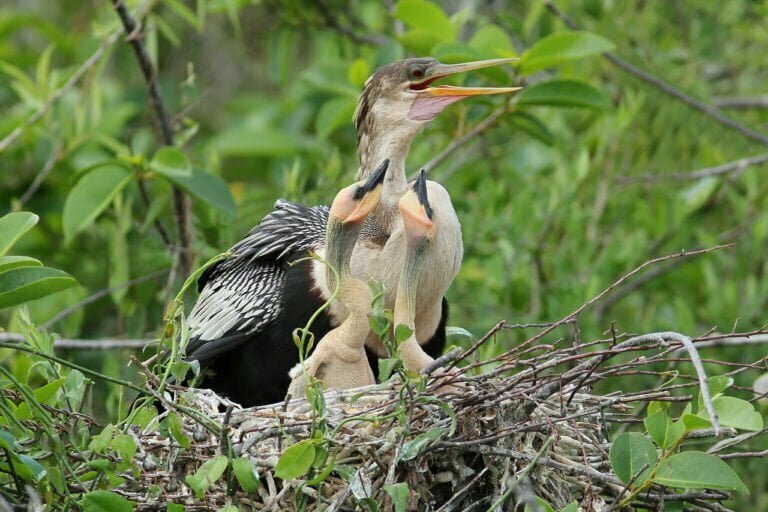 Anhinga Symbolism - Spirit Animal Totems