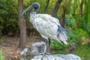 Ibis Symbolism - Spirit Animal Totems