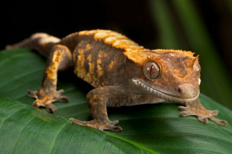 Gecko Symbolism - Spirit Animal Totems