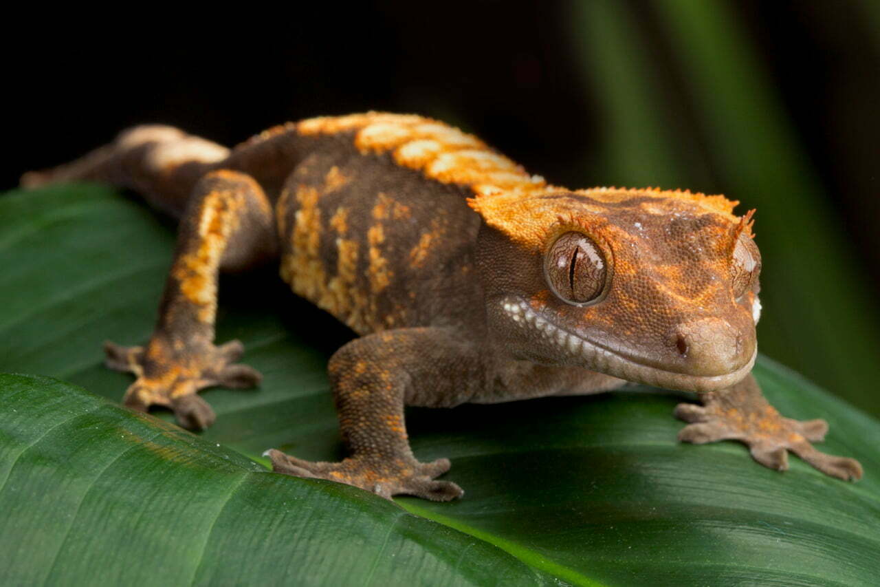 Gecko Symbolism - Spirit Animal Totems