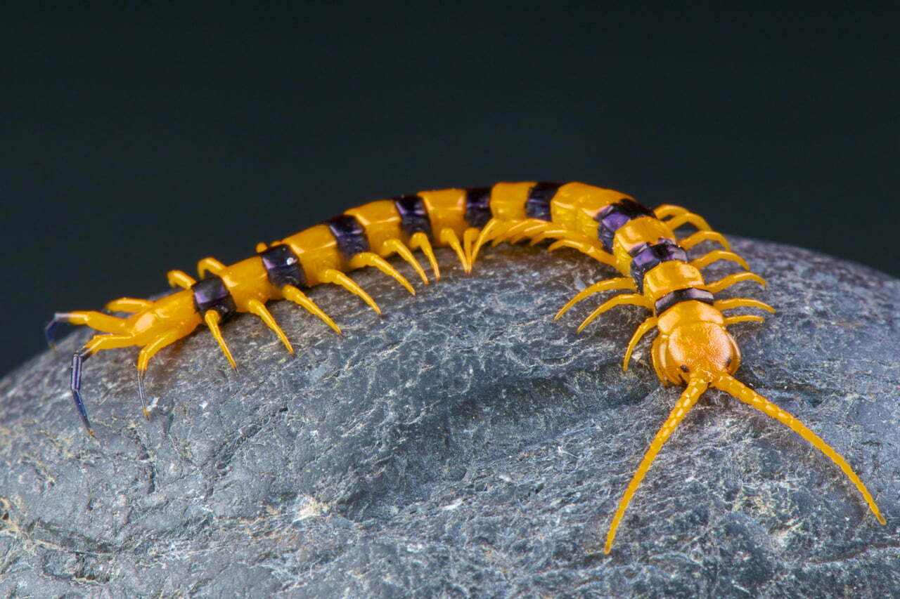 Centipede Symbolism - Spirit Animal Totems