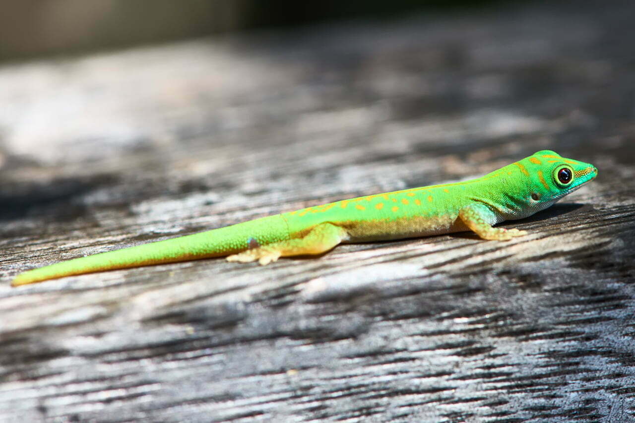 Gecko Symbolism - Spirit Animal Totems