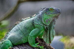Iguana Symbolism - Spirit Animal Totems
