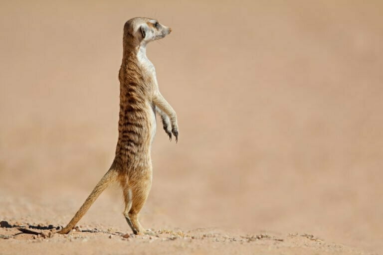 Meerkat Symbolism - Spirit Animal Totems