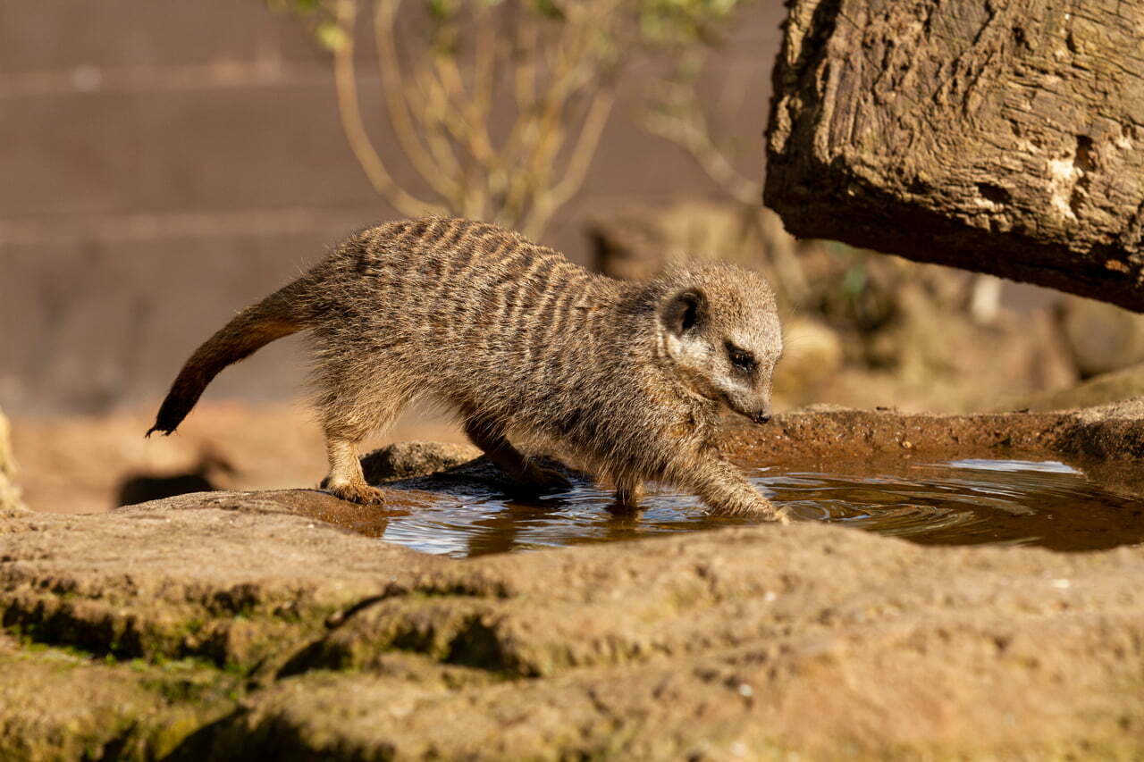 Meerkat Symbolism - Spirit Animal Totems