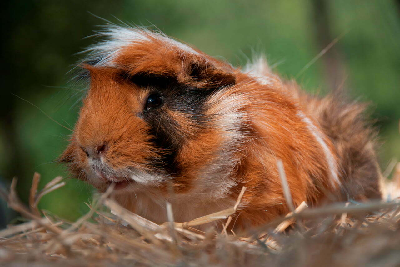 Guinea Pig Symbolism - Spirit Animal Totems